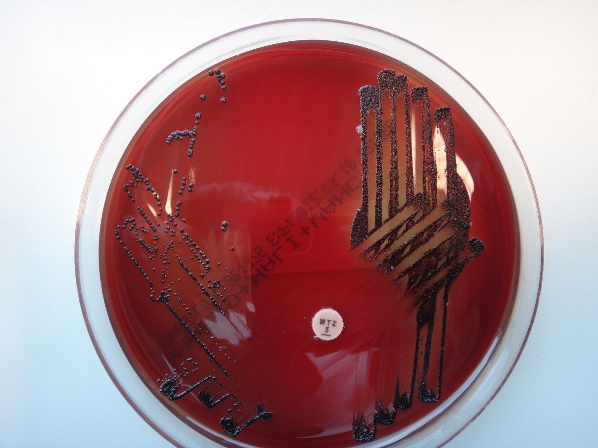 What are cumulative antibiograms ? | AIMED - Let's talk about antibiotics