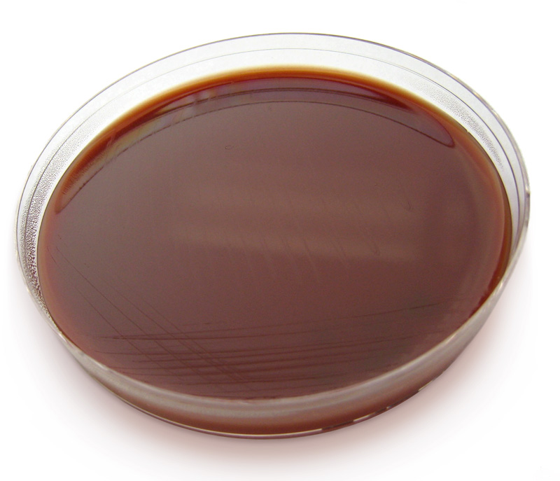 Chocolate Agar for Easter | AIMED - Let's talk about antibiotics