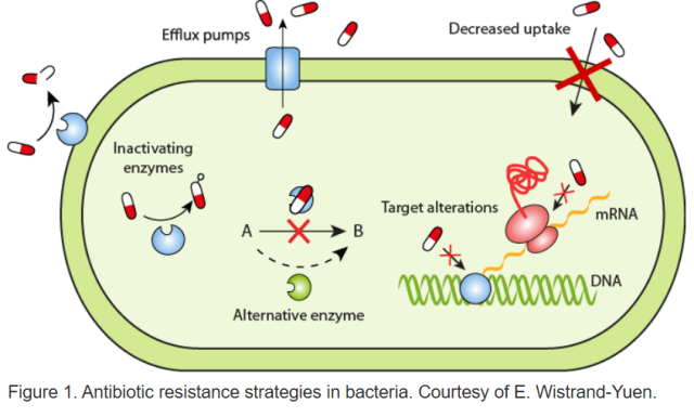 Understanding Antibiotic Spectrum and Efficacy: A practical guide for ...